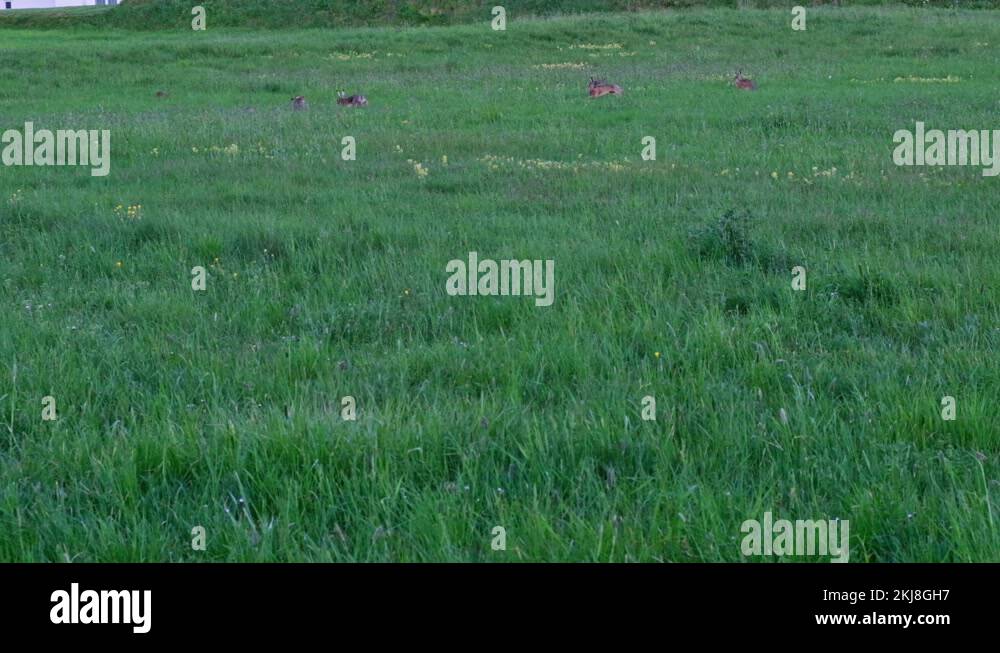 Rabbits group wild Stock Videos & Footage - HD and 4K Video Clips - Alamy