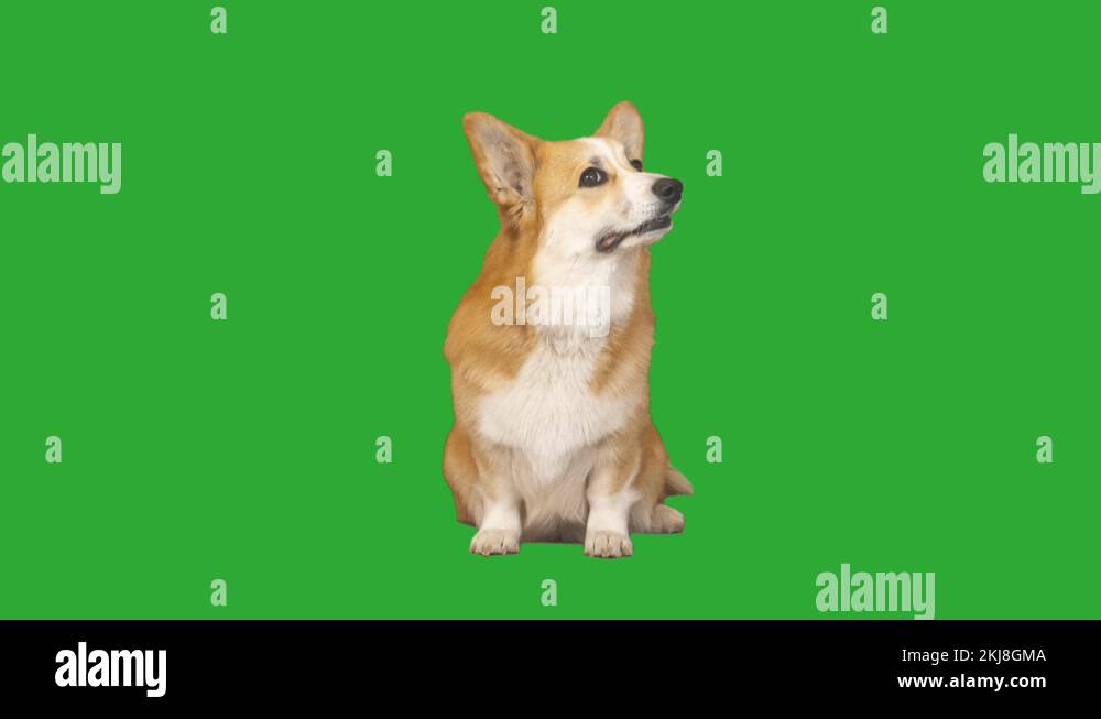 welsh corgi dog sniffs the air and looks carefully at the green screen ...