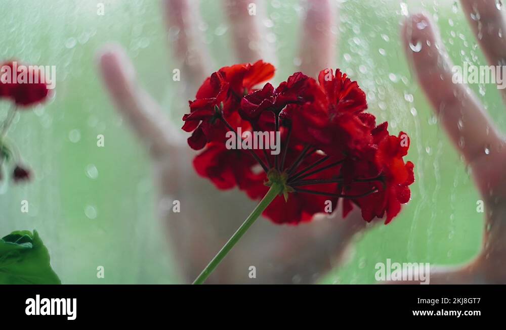Pressed glass window Stock Videos & Footage - HD and 4K Video Clips - Alamy