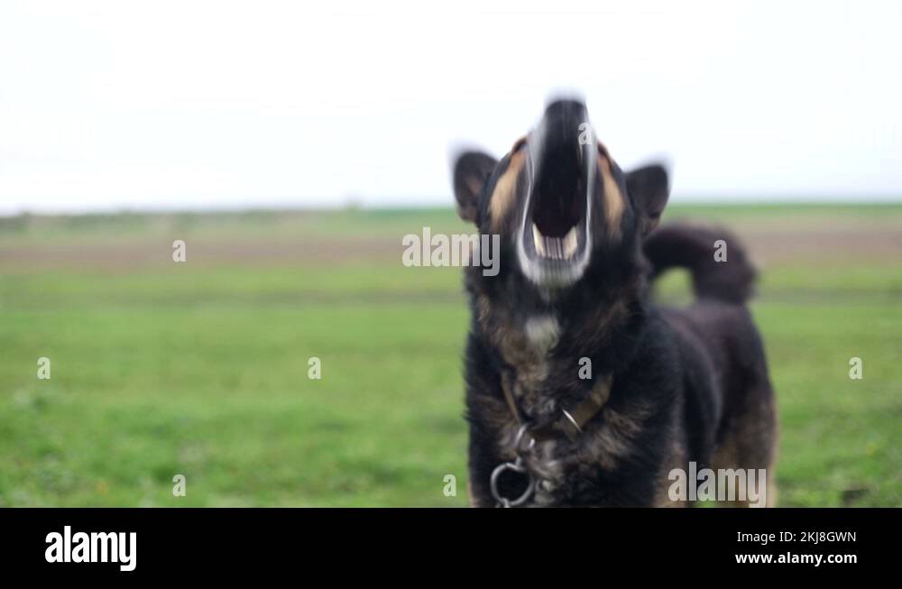 Evil German Shepherd, hungry dog, stupid dog, evil dog Stock Video ...