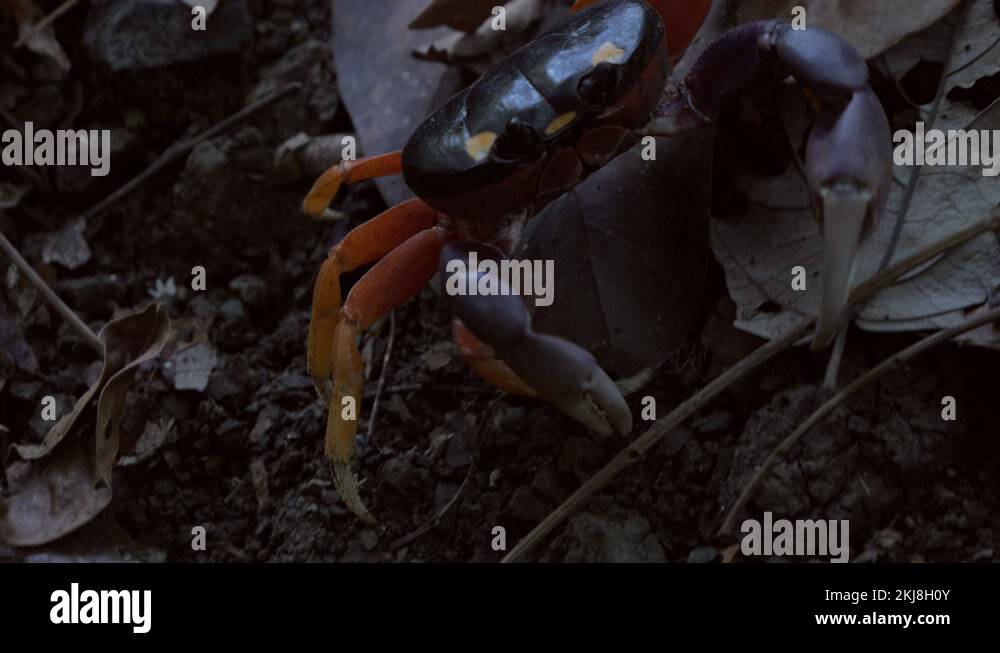 Blue land crabs Stock Videos & Footage - HD and 4K Video Clips - Alamy