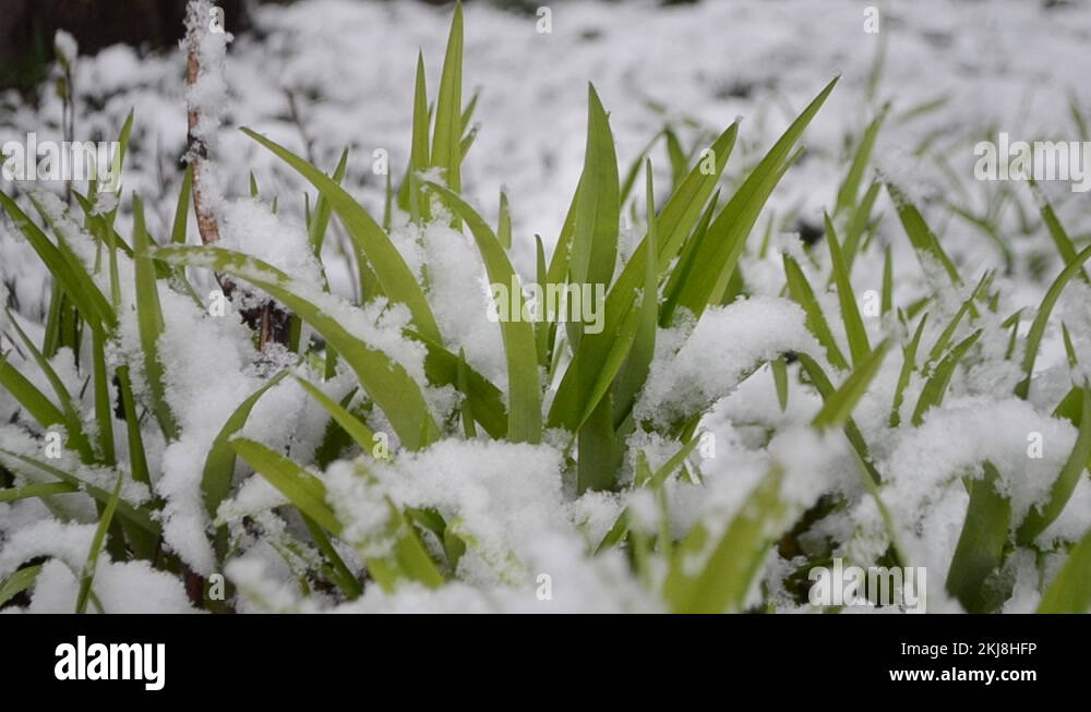 Green grass covered with layer of snow in spring during snowfall close ...