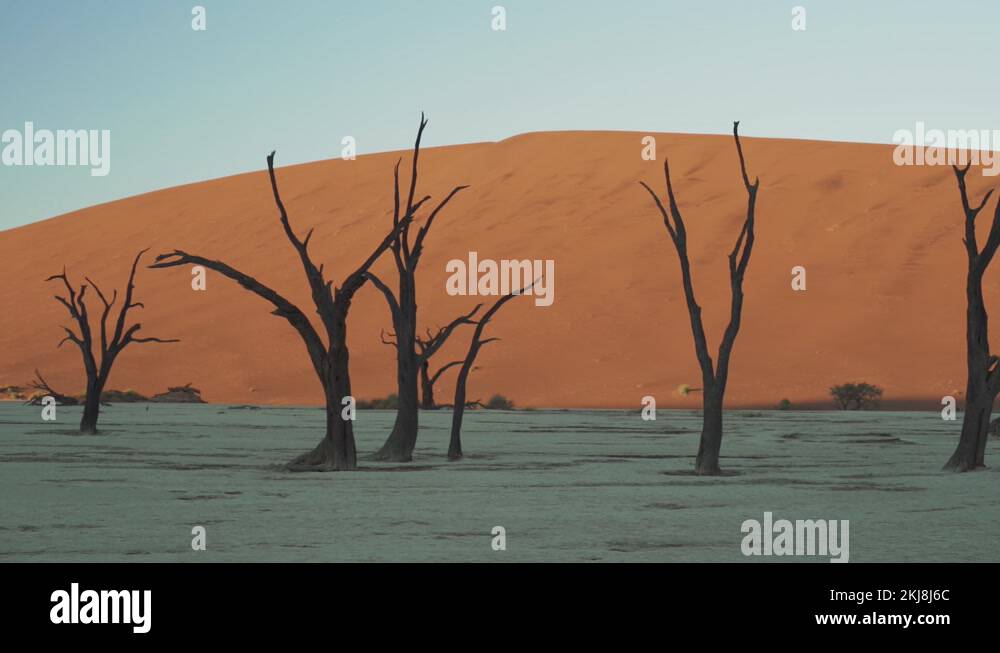 Namib desert trees dune Stock Videos & Footage - HD and 4K Video Clips ...