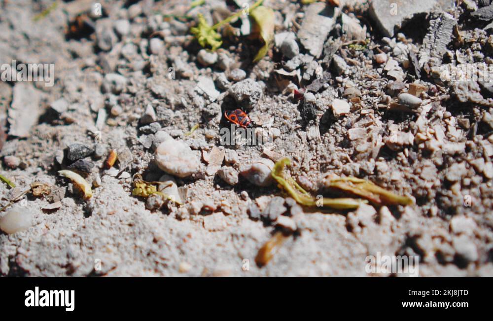 Insect tracks Stock Videos & Footage - HD and 4K Video Clips - Alamy