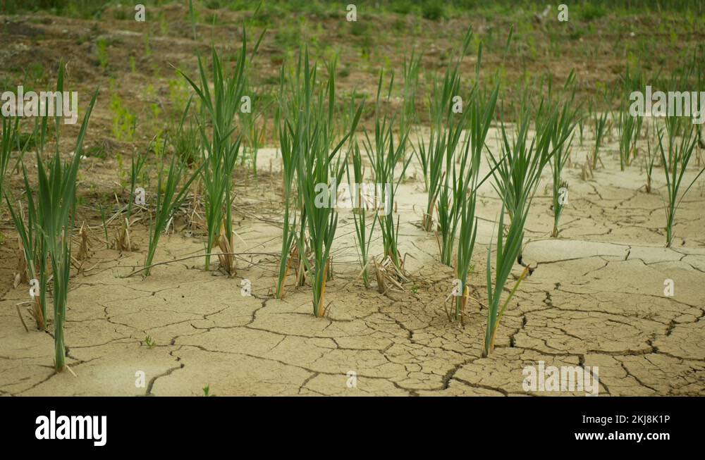 Cracked drought pond wetland, swamp very drying up the soil crust earth ...