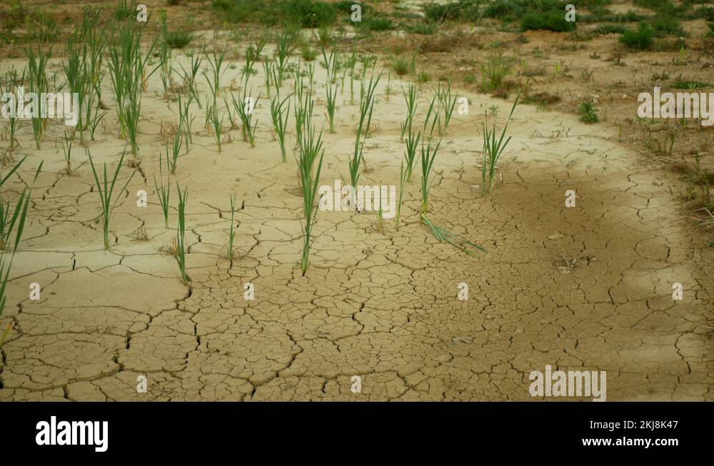 Cracked drought pond wetland, swamp very drying up the soil crust earth ...