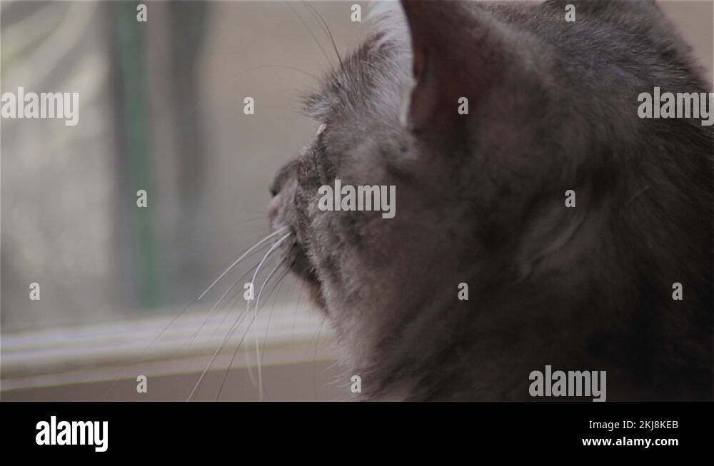 In focus cat Stock Videos & Footage - HD and 4K Video Clips - Alamy