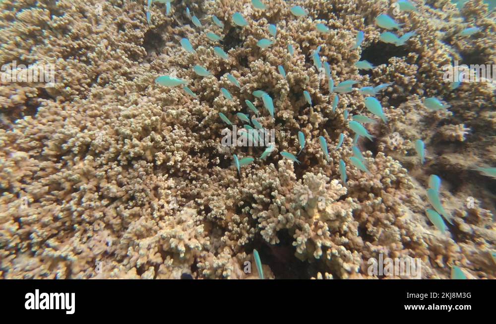 Acidification ocean underwater dead Stock Videos & Footage - HD and 4K ...