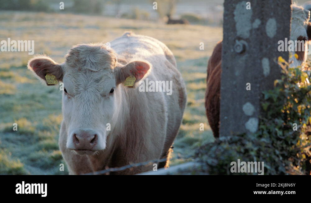 Cold cow Stock Videos & Footage - HD and 4K Video Clips - Alamy