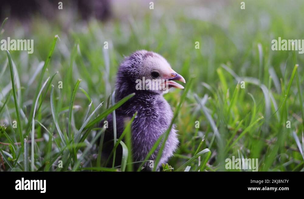 Chirping chicken Stock Videos & Footage - HD and 4K Video Clips - Alamy