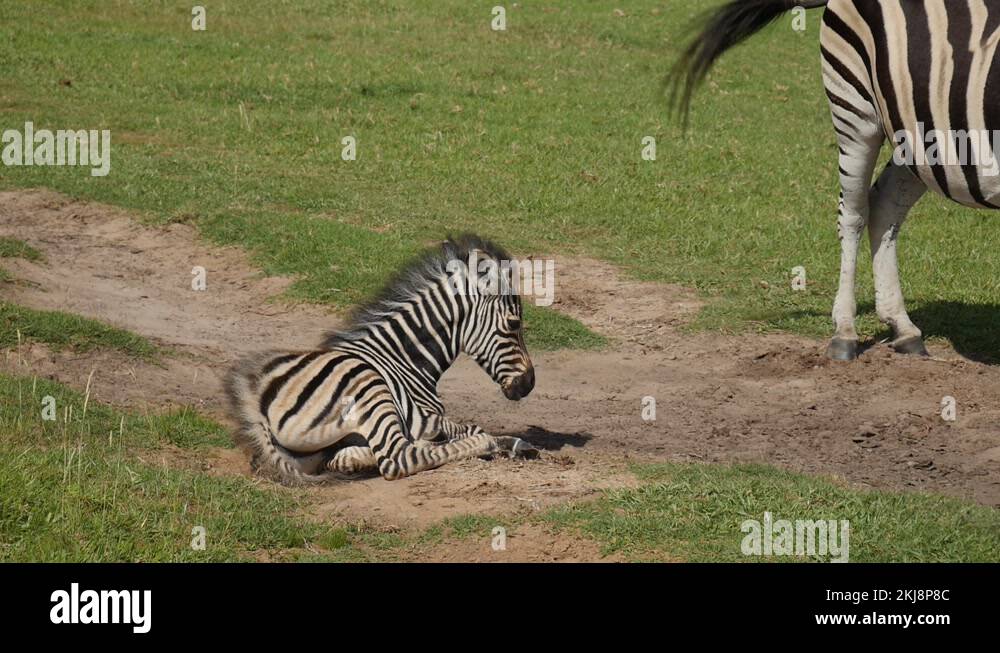 Baby zebra foal lying down on dirt ground by mother resting, looking at ...