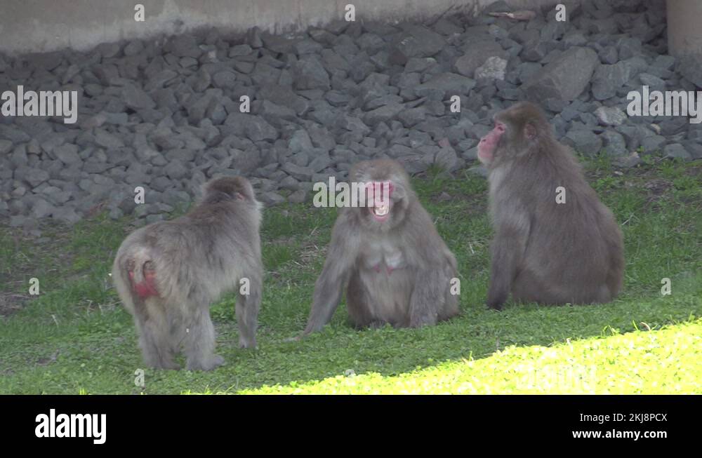 Aggressive animal display Stock Videos & Footage - HD and 4K Video ...