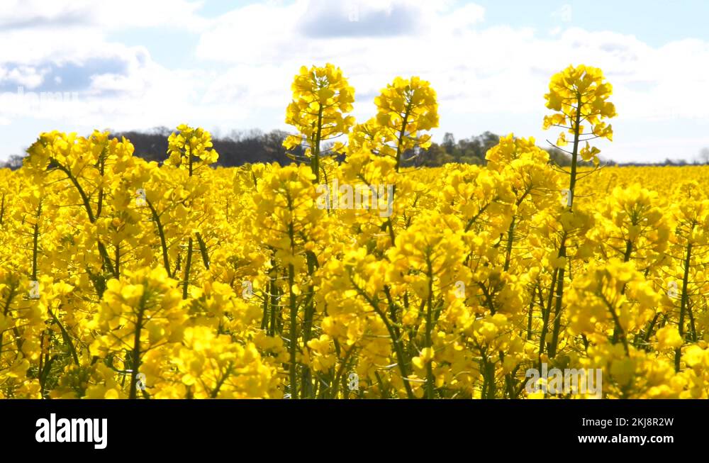 Farming canola Stock Videos & Footage - HD and 4K Video Clips - Alamy