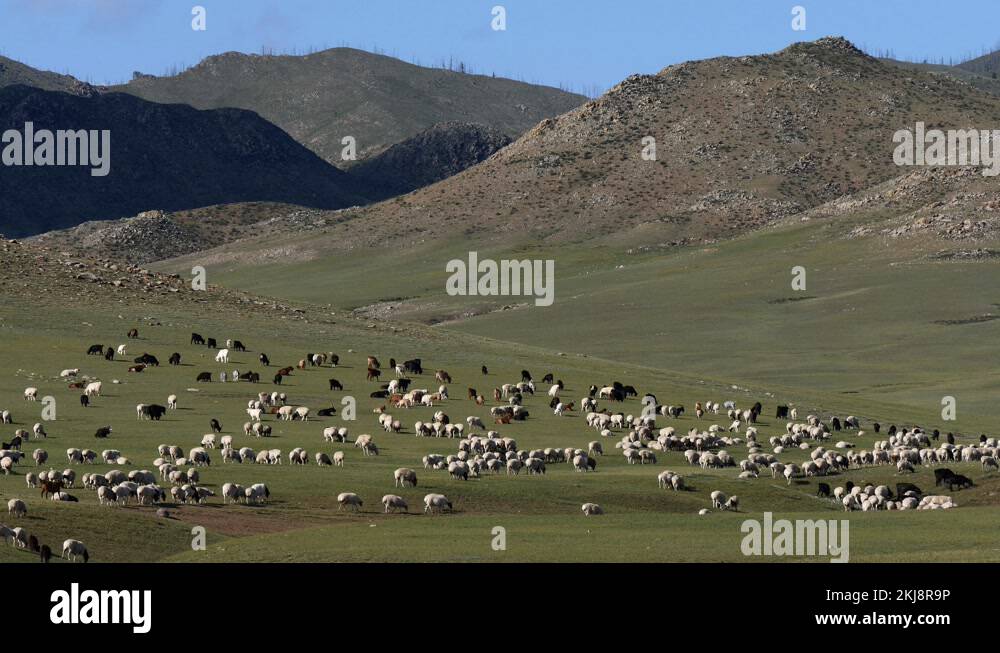 Mongolia steppe sheep Stock Videos & Footage - HD and 4K Video Clips ...