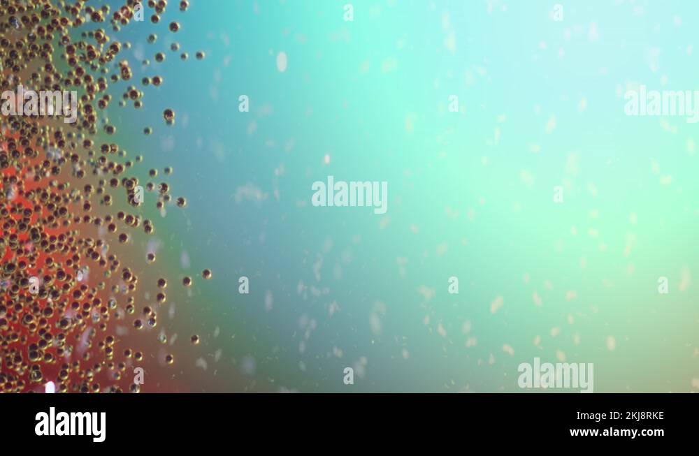 Amphibian embryo microscope Stock Videos & Footage - HD and 4K Video ...