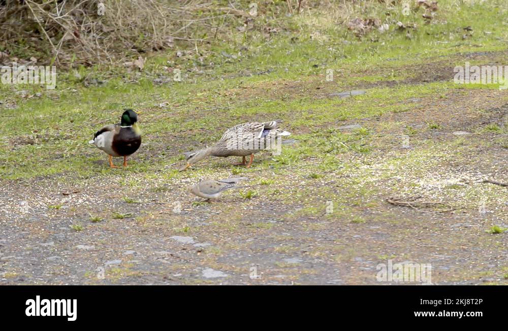 Duck dove Stock Videos & Footage - HD and 4K Video Clips - Alamy