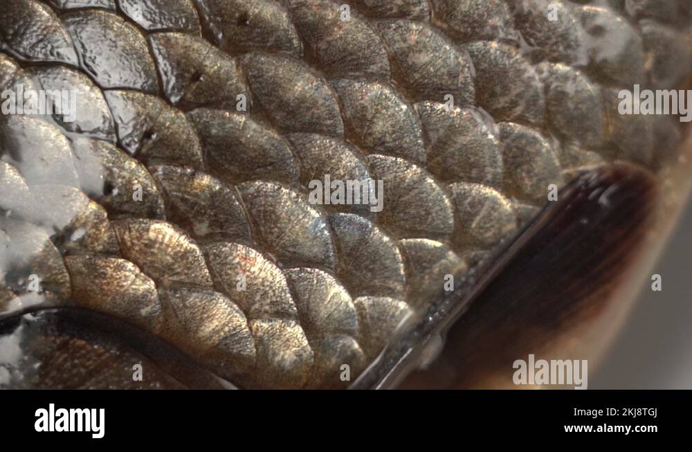 Closeup view video footage of scales texture of skin of fresh fish ...