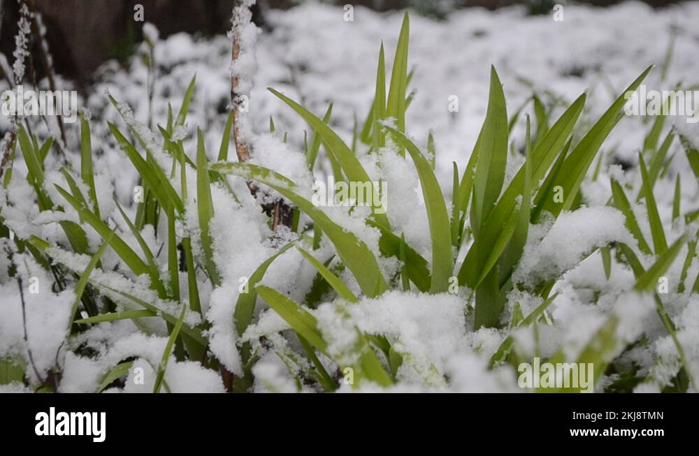 Green grass covered with layer of snow in spring during snowfall close ...