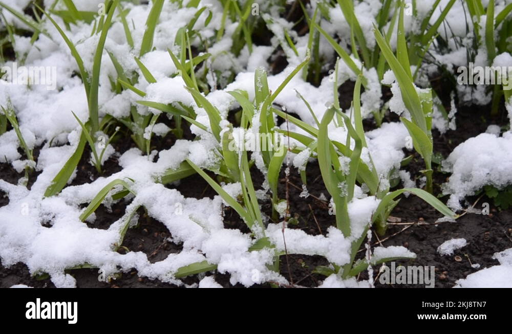 Green grass covered with layer of snow in spring during snowfall close ...