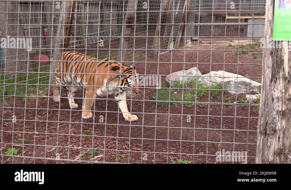 Captive siberian tiger Stock Videos & Footage - HD and 4K Video Clips ...