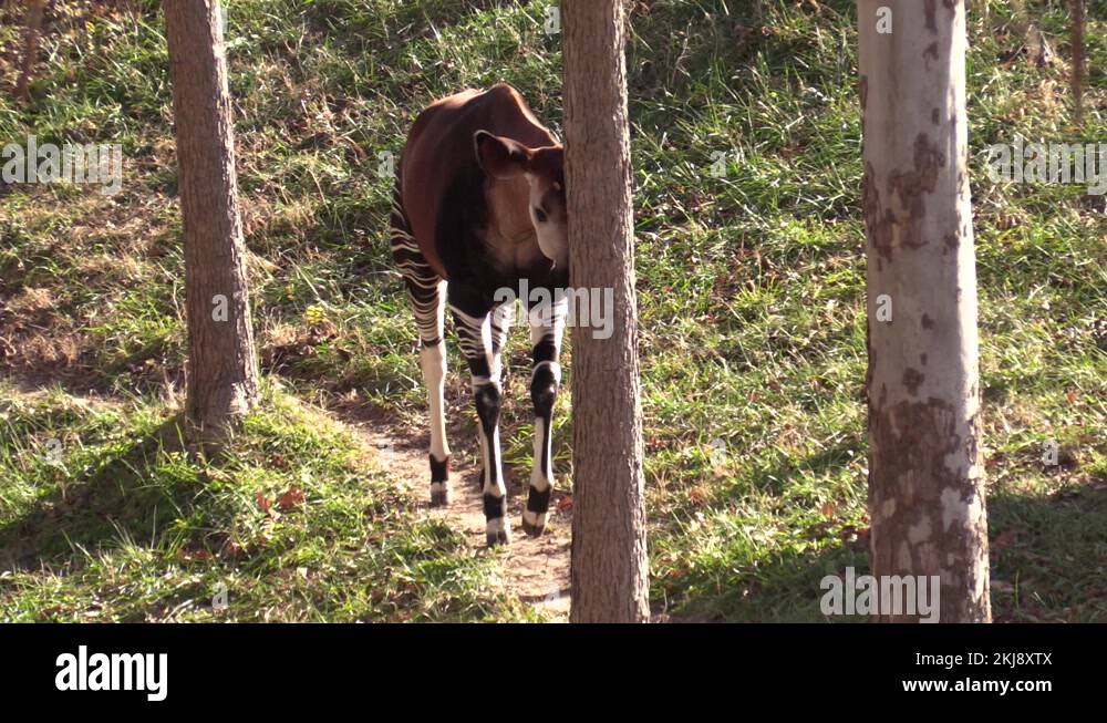 Animal okapi Stock Videos & Footage - HD and 4K Video Clips - Alamy