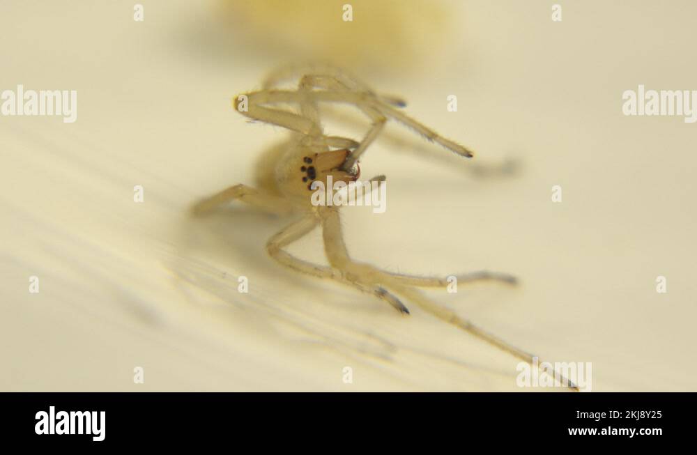Albino Spider Lying On Its Side Chewing On Its Own Leg Stock Video ...