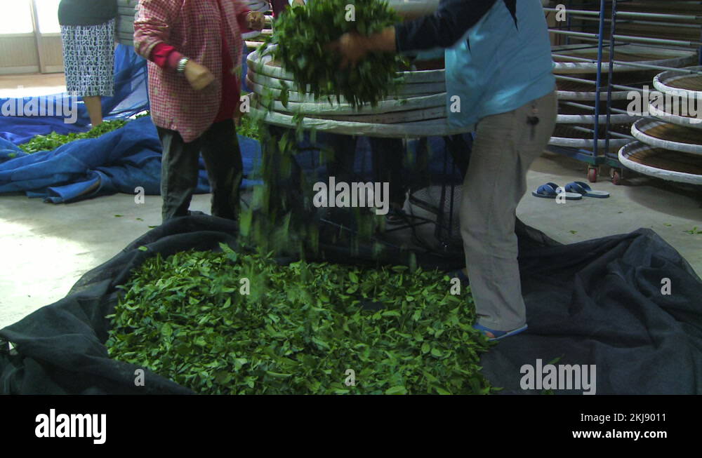 Tea containers Stock Videos & Footage - HD and 4K Video Clips - Alamy