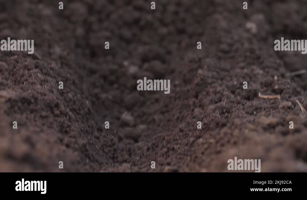 Farmer's Hand Planting Seed in Soil. Grain Slowly Falls in Ground Stock ...