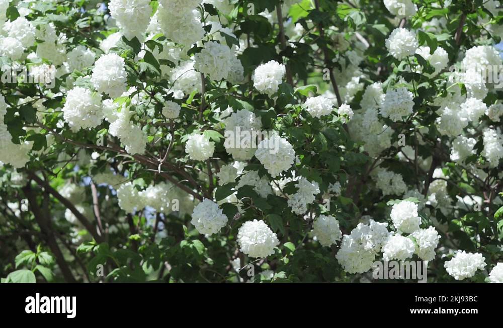 Hydrangea paniculata bush with hydrangea flowers that sway in the wind ...