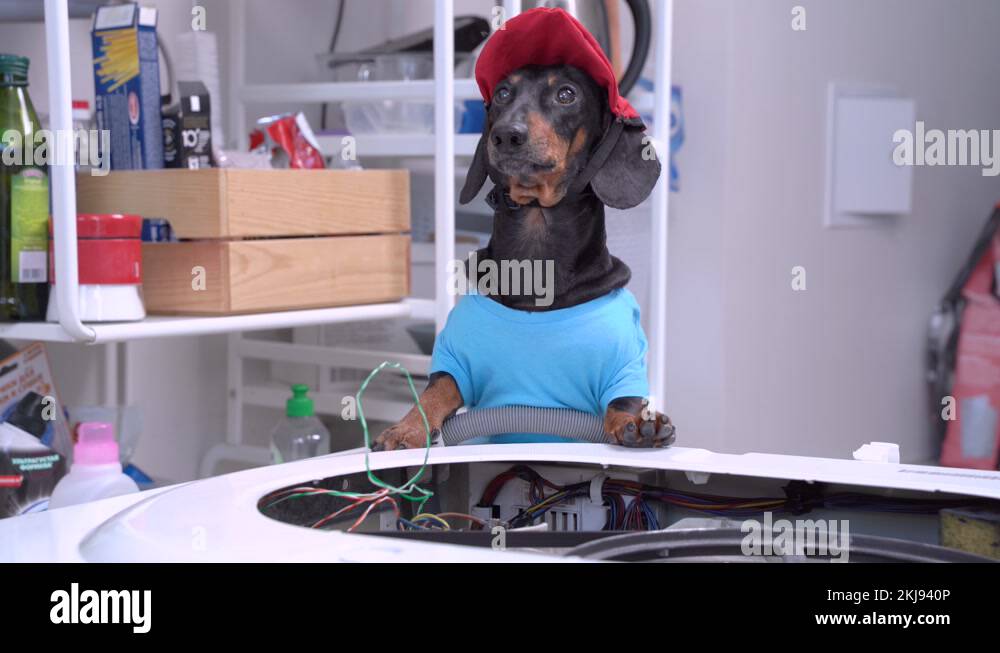 dog wearing mechanic costume stands over its work, broken washing ...