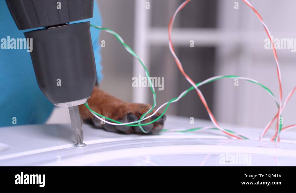 Dog paw with spinning drill making hole in a broken washing machine ...