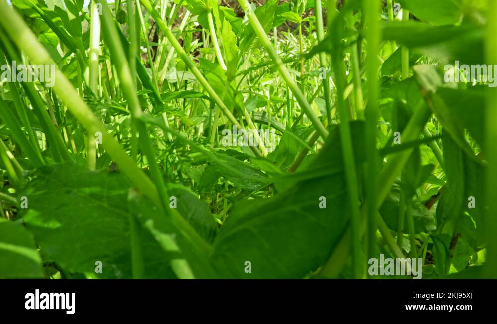 Zoomed in grass Stock Videos & Footage - HD and 4K Video Clips - Alamy