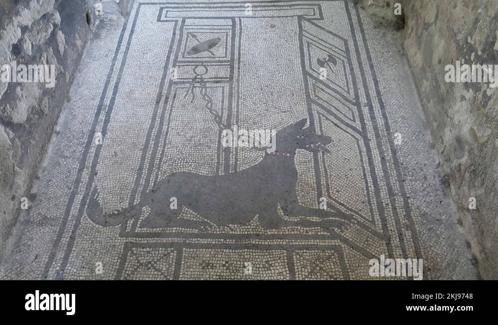 Roman mosaic dog pompeii Stock Videos & Footage - HD and 4K Video Clips ...