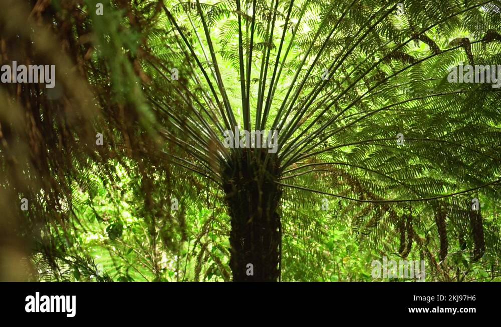 Subtropical rainforest new zealand Stock Videos & Footage - HD and 4K ...