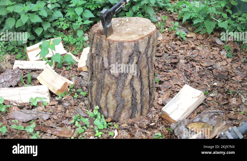 man is chopping wood with axe on a stump in the forest camera movement ...