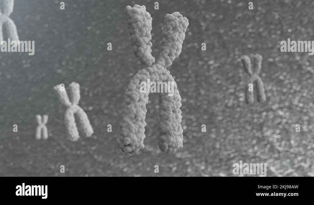 3d animation of chromosomes. The movement of X chromosomes in the cell ...