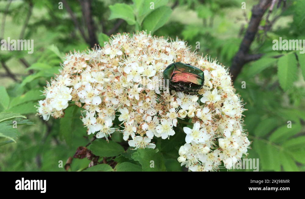 Natural habitat for insects Stock Videos & Footage - HD and 4K Video ...