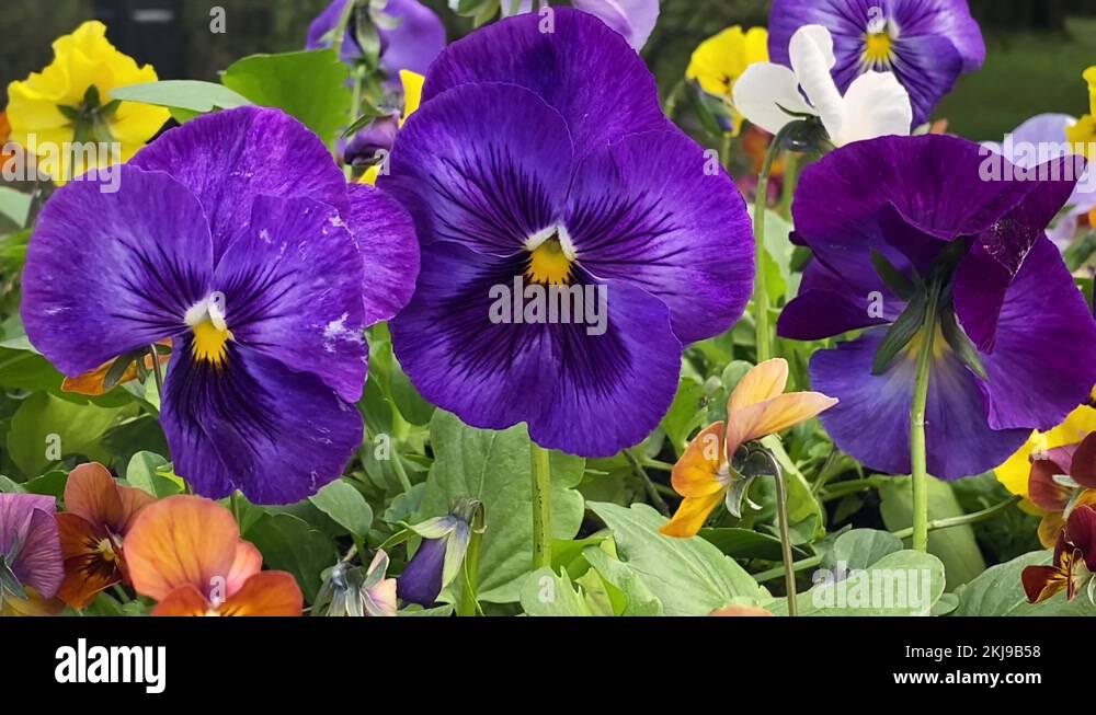 Pansyflowers Stock Videos & Footage - HD and 4K Video Clips - Alamy