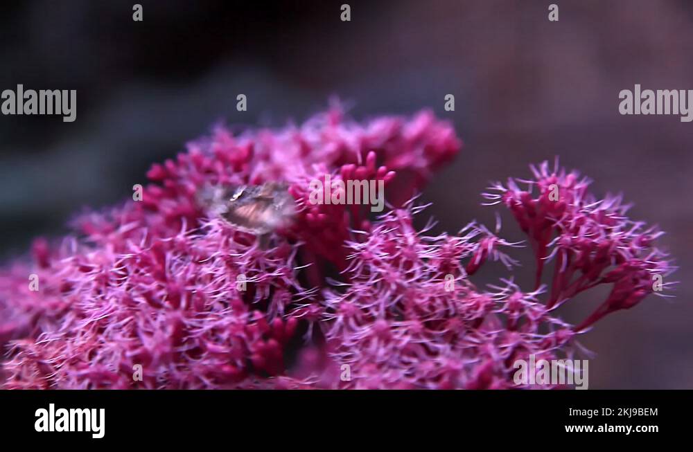 Moth feeding flower Stock Videos & Footage - HD and 4K Video Clips - Alamy