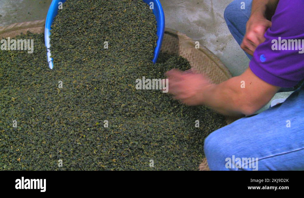 Tea quality control Stock Videos & Footage - HD and 4K Video Clips - Alamy