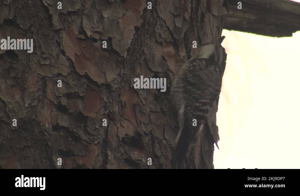 Pine tapping Stock Videos & Footage - HD and 4K Video Clips - Alamy