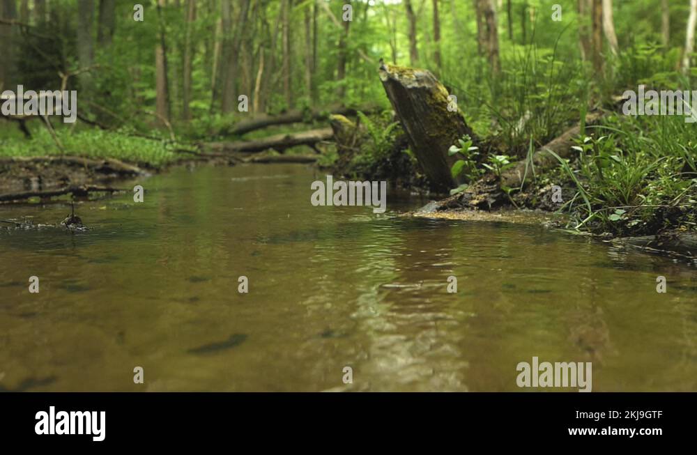 Water and flying insects Stock Videos & Footage - HD and 4K Video Clips ...