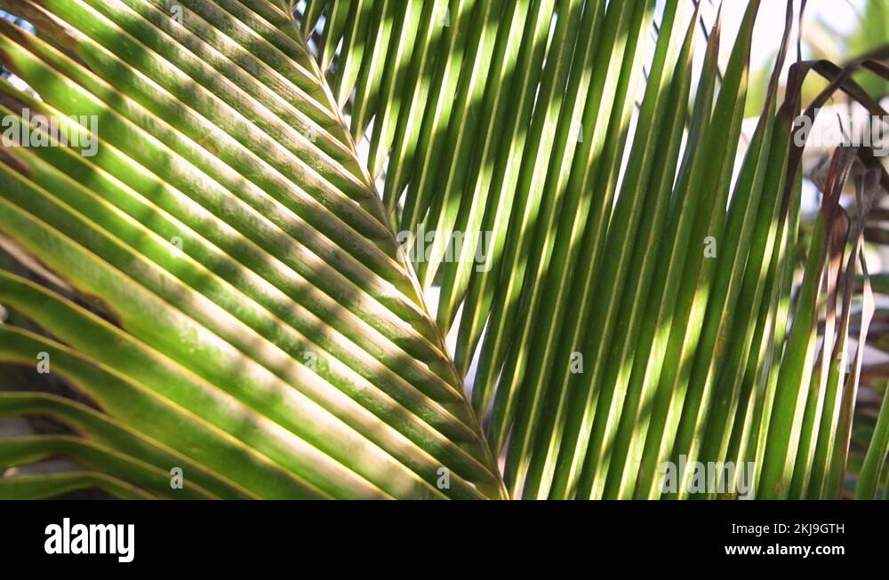 Leaf texture palm tree Stock Videos & Footage - HD and 4K Video Clips ...