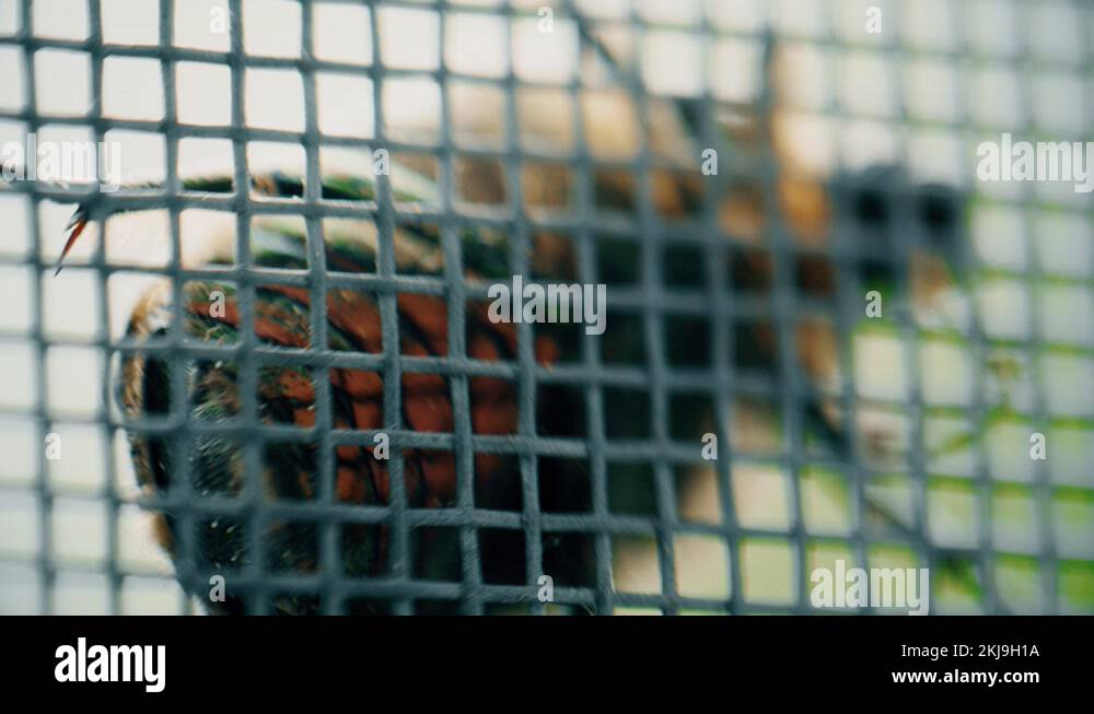 Macro mesh Stock Videos & Footage - HD and 4K Video Clips - Alamy