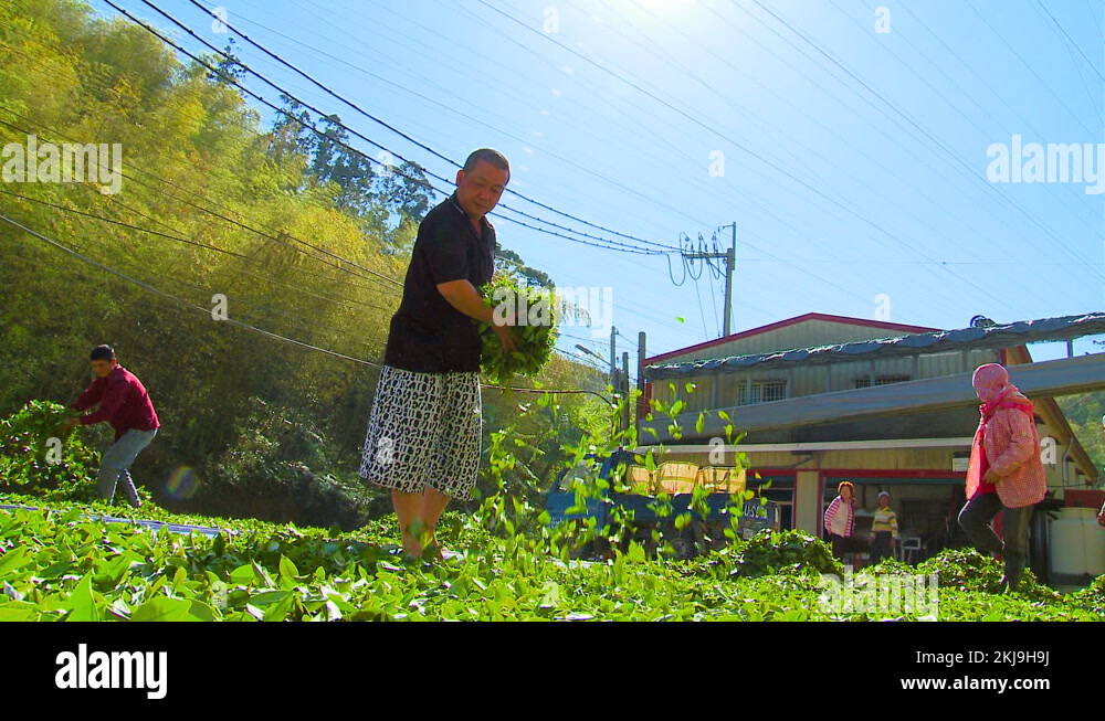 Tea factory pouring tea Stock Videos & Footage - HD and 4K Video Clips ...
