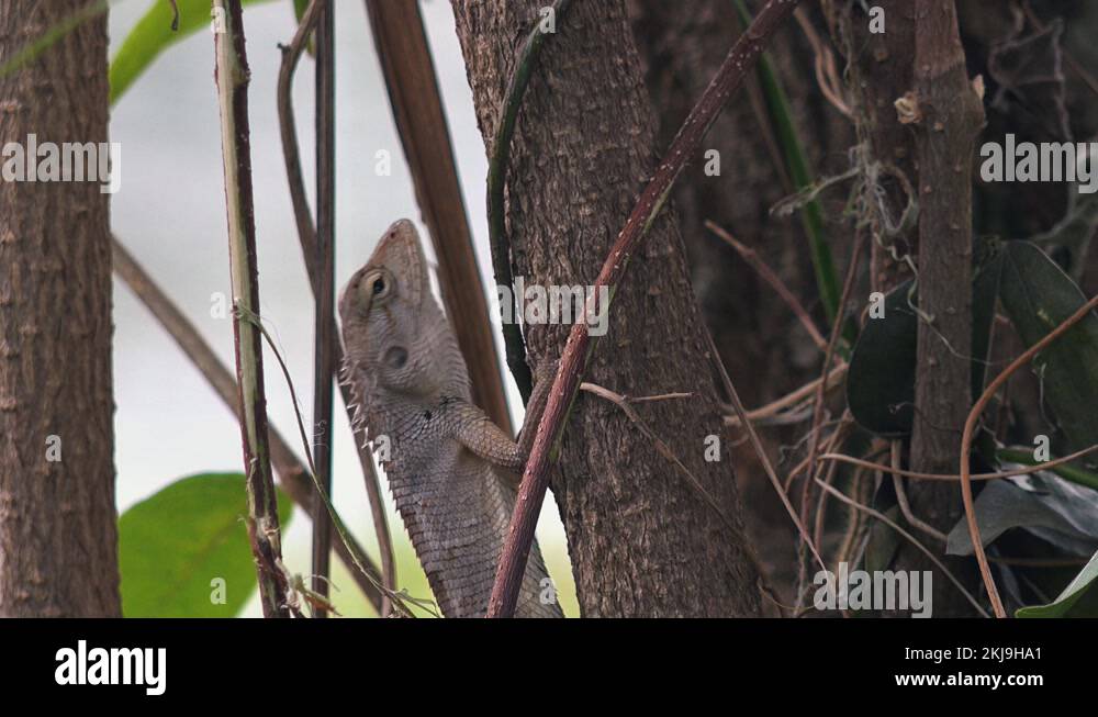 Tropical lizard climbing tree Stock Videos & Footage - HD and 4K Video ...
