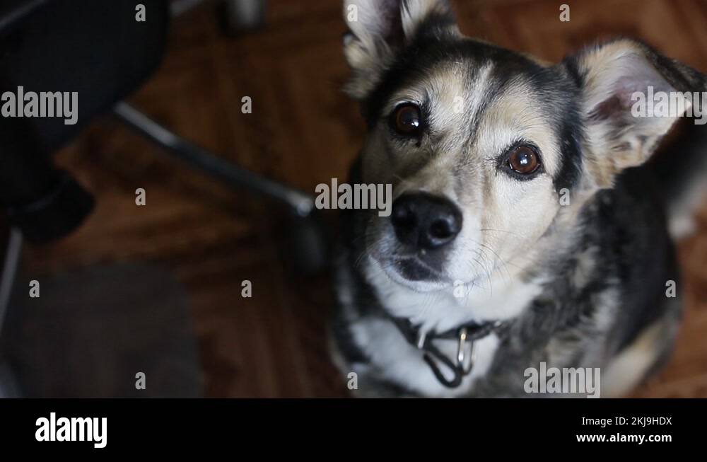 Sly dog Stock Videos & Footage - HD and 4K Video Clips - Alamy