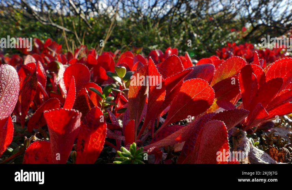 Arctic alpine plant Stock Videos & Footage - HD and 4K Video Clips - Alamy