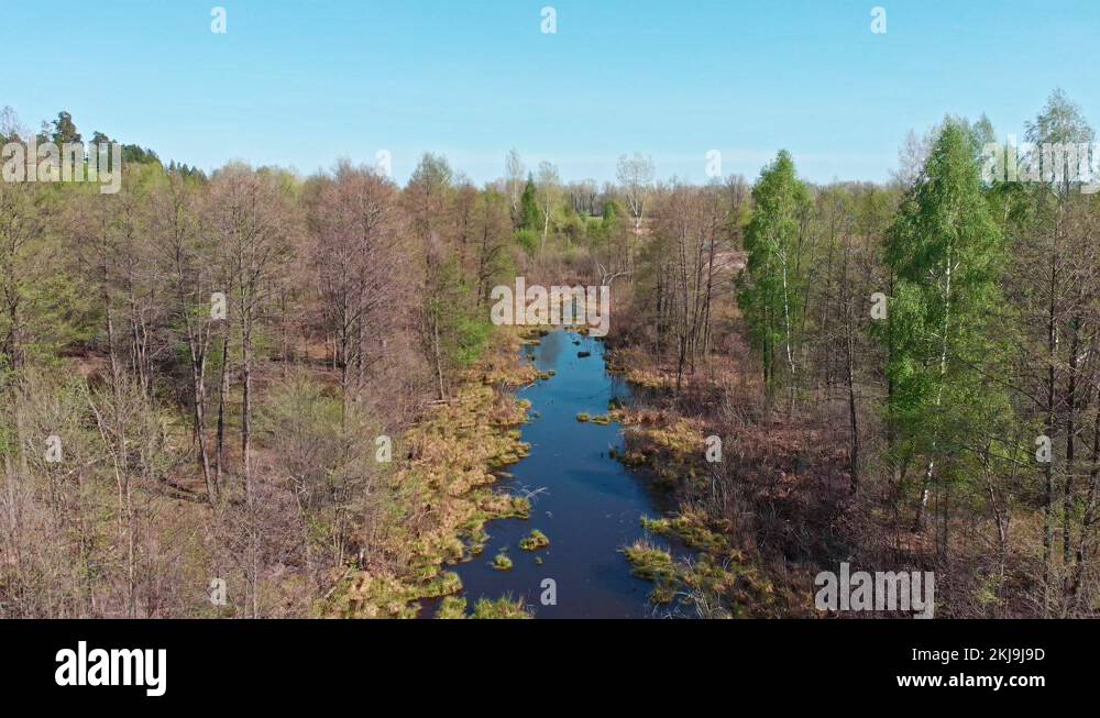 Coniferous field Stock Videos & Footage - HD and 4K Video Clips - Alamy