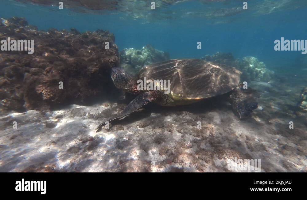 Green Sea Turtle Eating Underwater, blue ocean, coral reef, Hawaii ...
